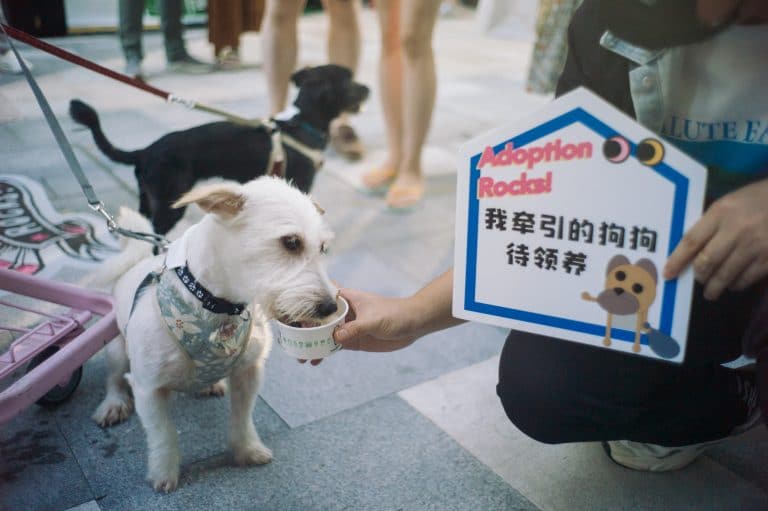 Strays in the city: TA Shanghai’s work to help homeless animals – China ...